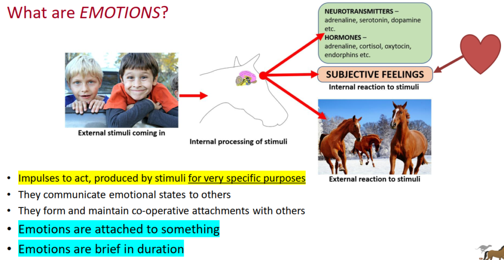 Where horse meets hound: the diet, microbiome, emotions, and behaviour ...
